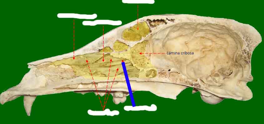 Level 23 - Tema 4. Etmoides, vómer y frontal - Anatomía 1º VET - Memrise