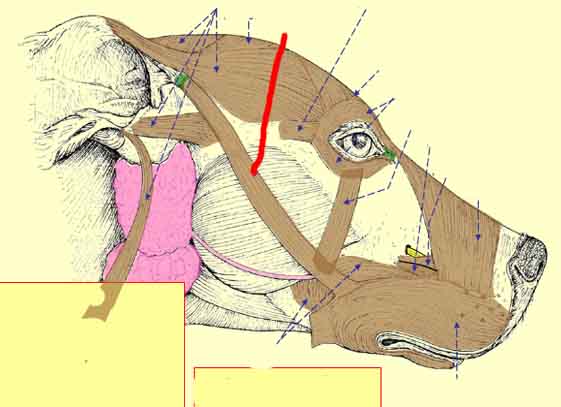 Level 34 - Tema 6. Musculatura e inervación facial - Anatomía 1º VET ...