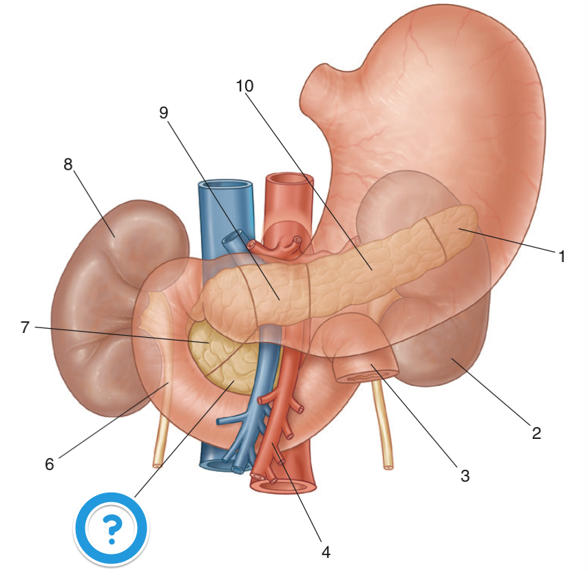 Level 8 - GI - Pancreas and Gall Bladder - MBChB Anatomy (Dundee) - Memrise