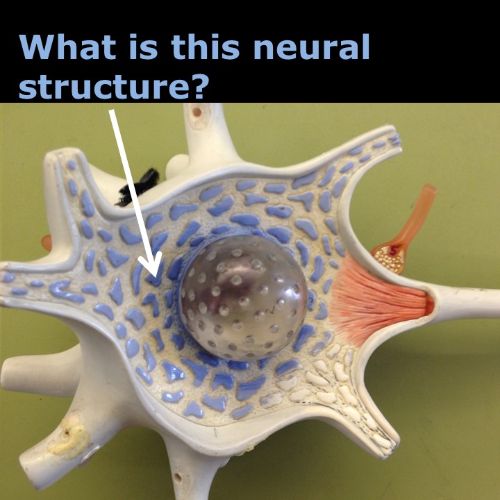 Level 42 - Spinal Cord and Neuron Models - Human Anatomy I - Memrise