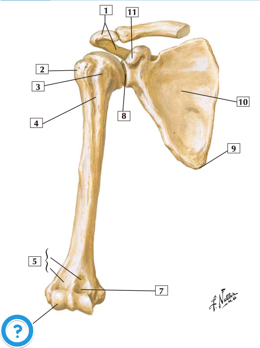 Level 7 - MBChB Anatomy (Dundee) - Memrise