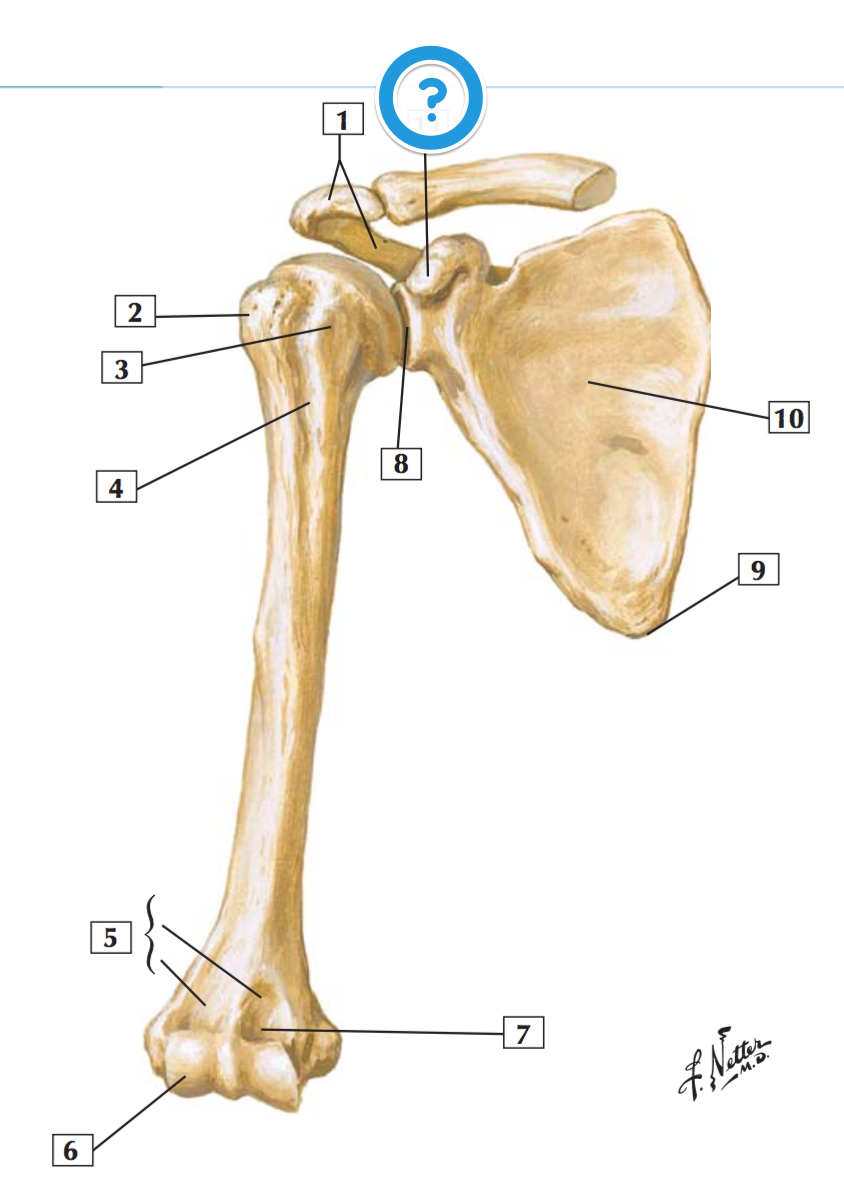 Level 7 - MBChB Anatomy (Dundee) - Memrise