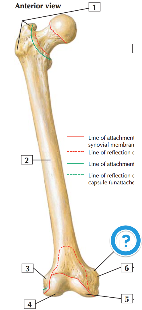 Level 9 - Principles - Lower Limb Osteology - MBChB Anatomy (Dundee ...