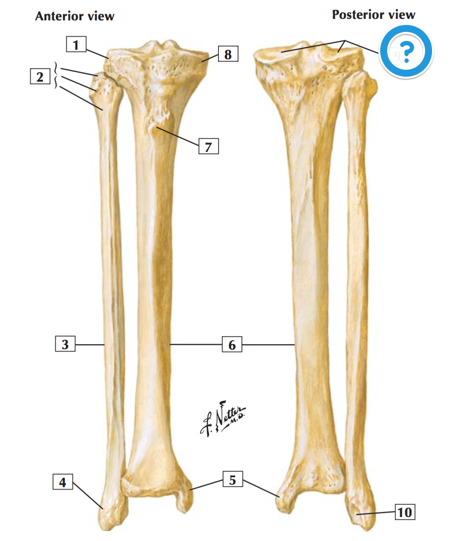 Lower Limb Zzhuang Lower Limb Zzhuang