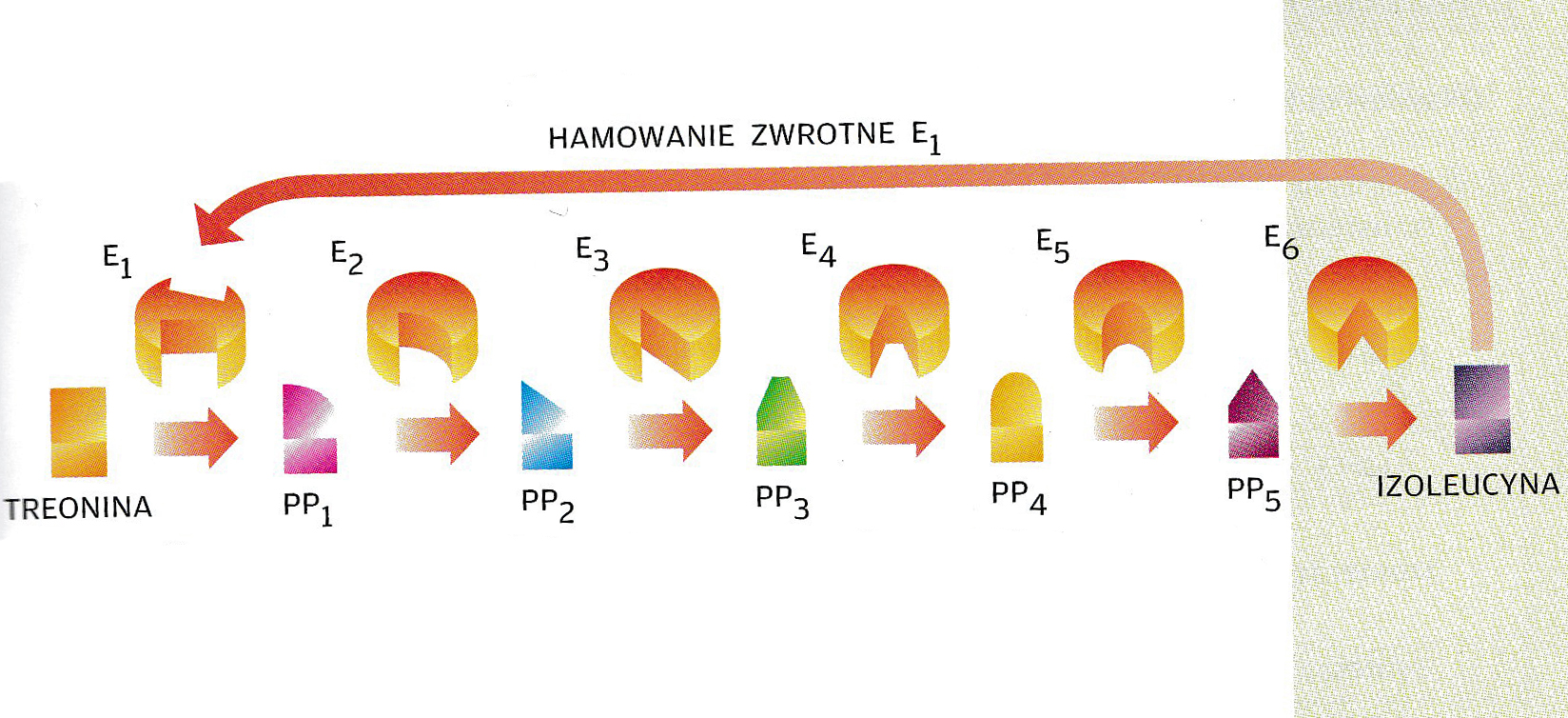 Level 1 - Biologia 2 rozszerzona Operon - Memrise