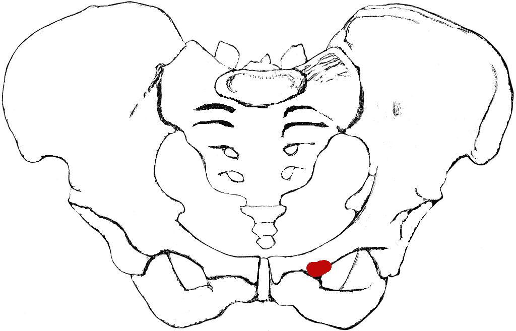 Level 1 - Bones of the pelvis - Pelvic Anatomy - Memrise