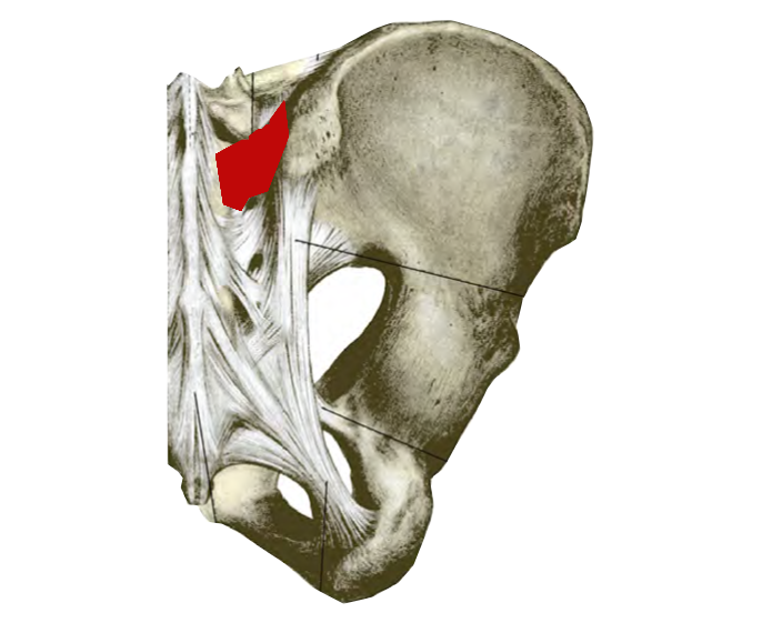 Interosseous Ligament Si Joint