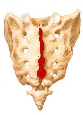Median Sacral Crest Auricular Surface Of Sacrum | Complete Anatomy