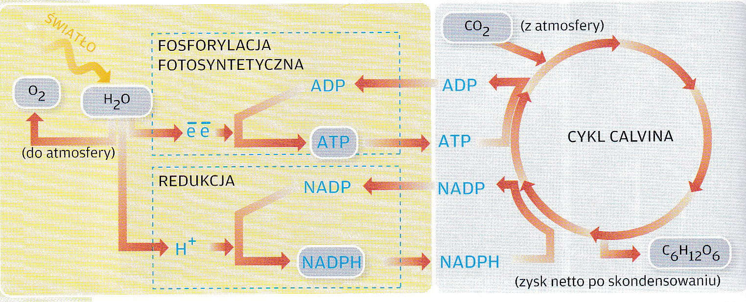 Level 1 - Biologia 2 rozszerzona Operon - Memrise