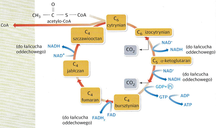 Level 1 - Biologia 2 rozszerzona Operon - Memrise