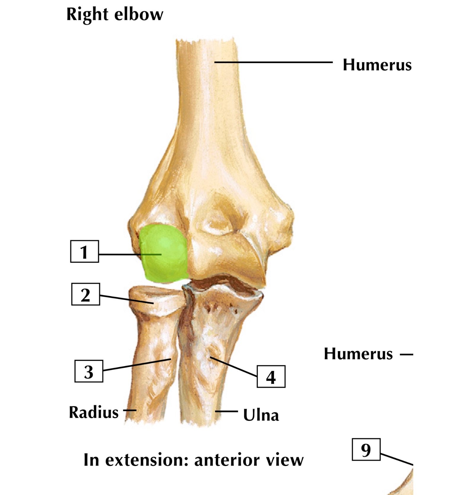 Level 1 - Anatomija, anata - Memrise