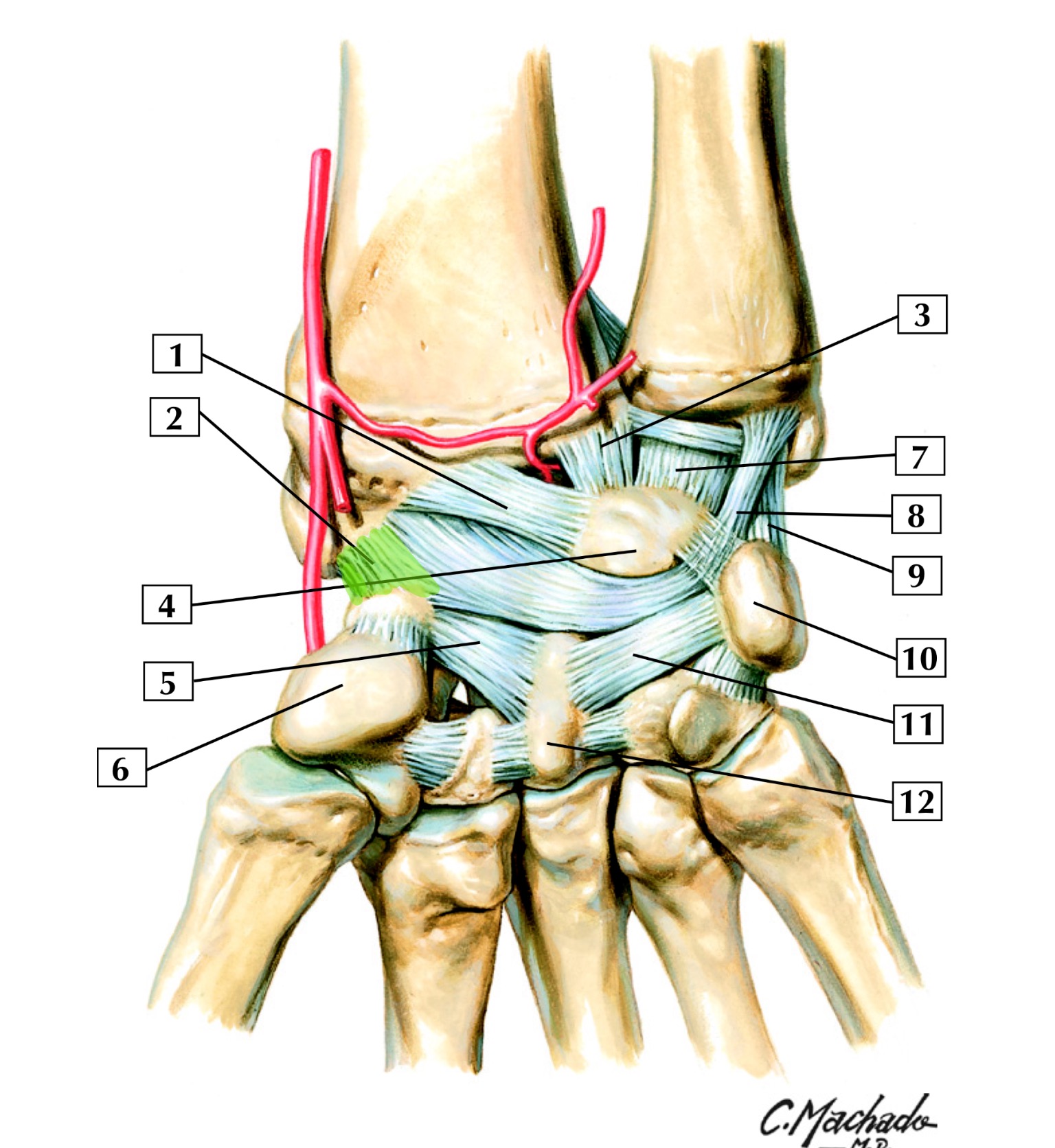 Level 2 - Anatomija, anata - Memrise