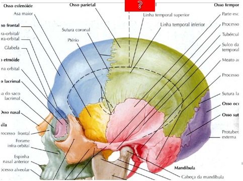 Level 18 - Biodecoreba, - Memrise