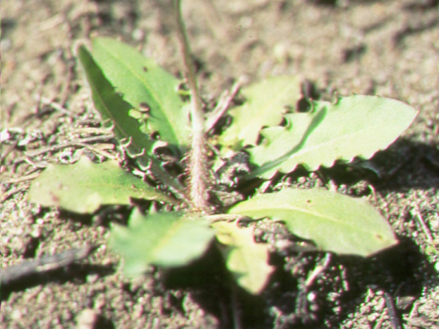 Level 1 - BIOL 304 Plant Taxonomy - Memrise