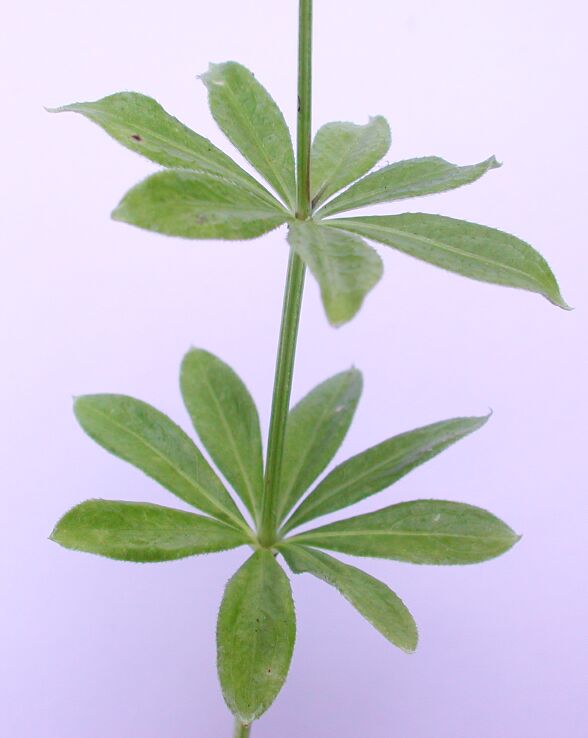 Level 1 BIOL 304 Plant Taxonomy Memrise