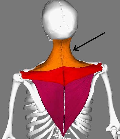 Level 1 - Anatomie Révision - Memrise