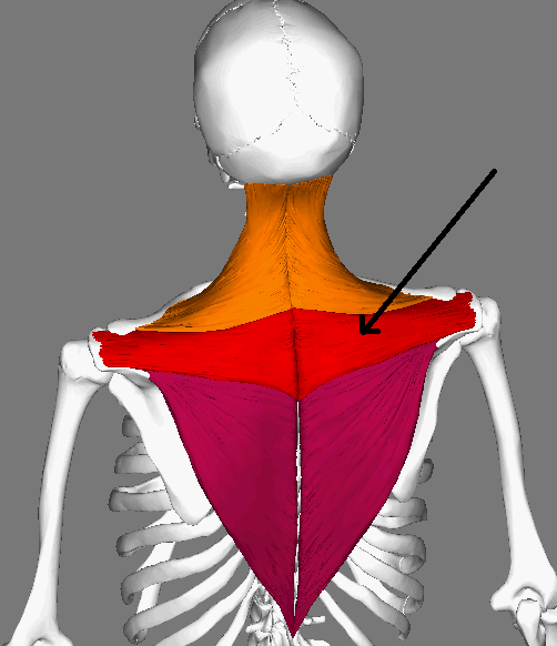 Level 1 - Anatomie Révision, anatomie, AMS, muscles, origines ...