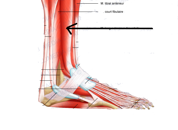 Level 6 - Anatomie Révision - Memrise