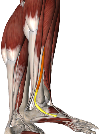 Level 6 - Anatomie Révision - Memrise