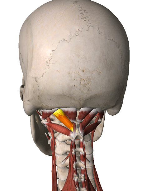 Level 7 - Anatomie Révision - Memrise
