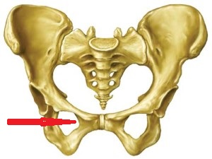 Level 7 - Anatomy and Physiology I - Memrise