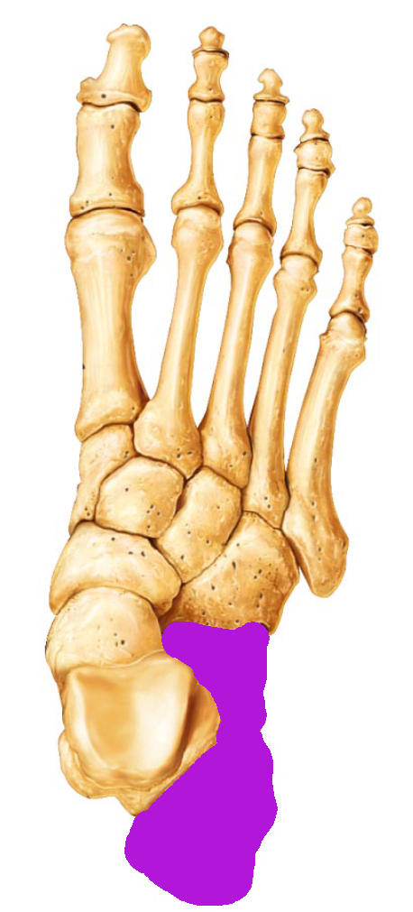 Sustentaculum Calcanei Гомiлки i стопи