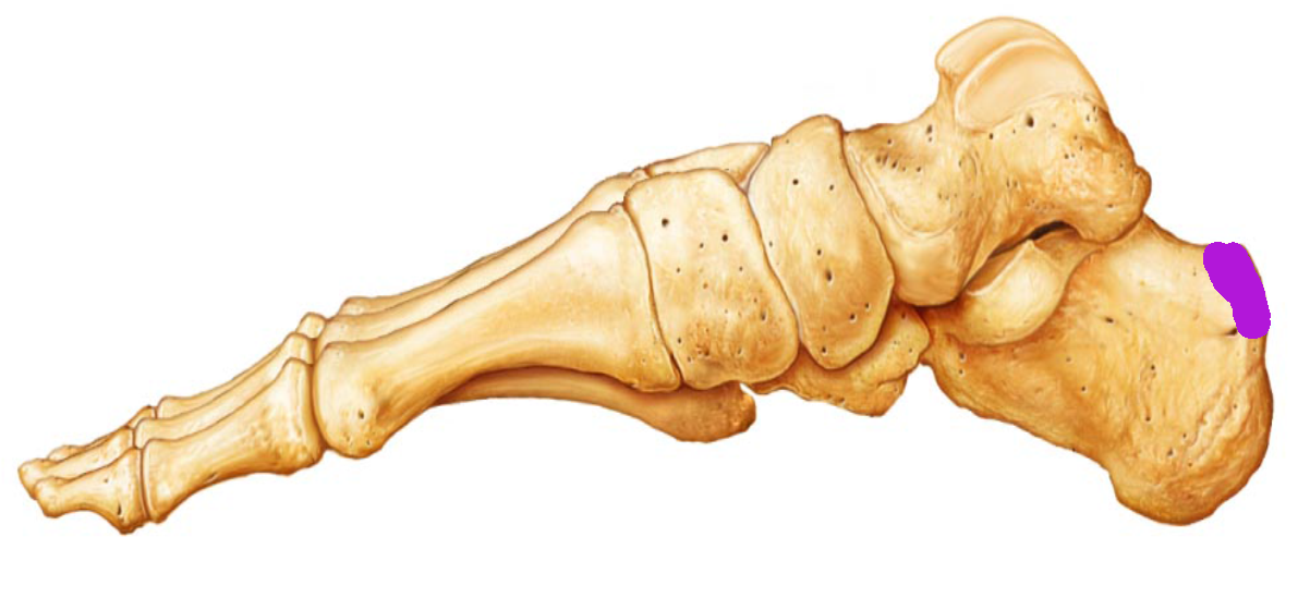 Level 8 - Ankle and Foot - Limb anatomy - Memrise