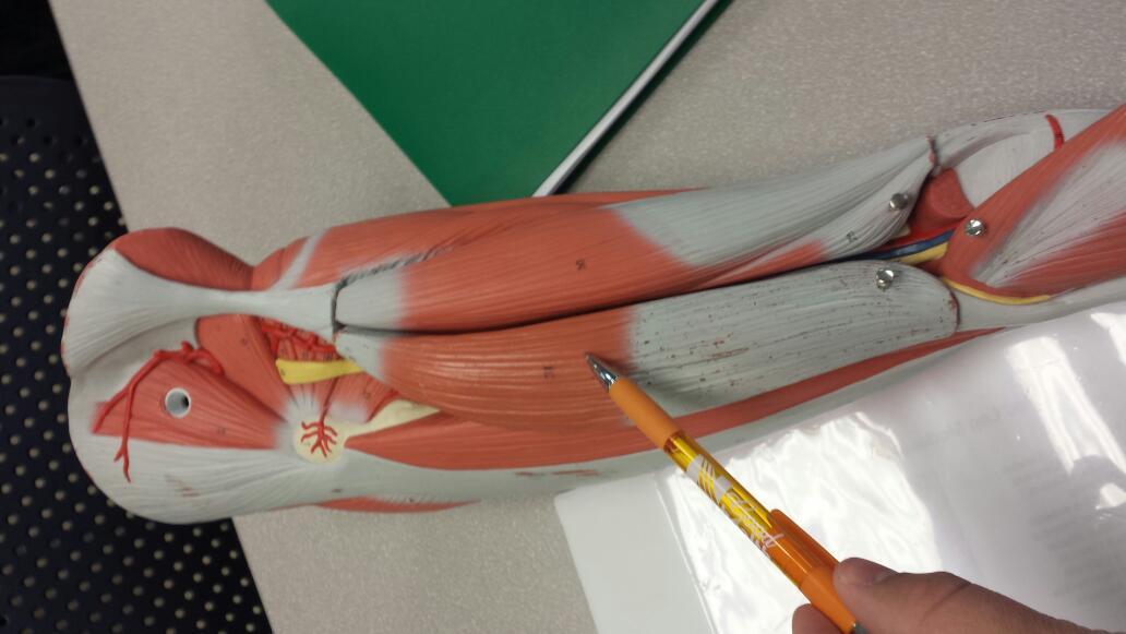 Level 8 - Lower Extremity Muscle - Anatomy and Physiology I - Memrise