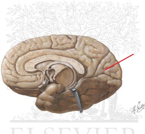 Level 29 - Copy of 31 - 45 - Anatomy Sections #Asu - Memrise