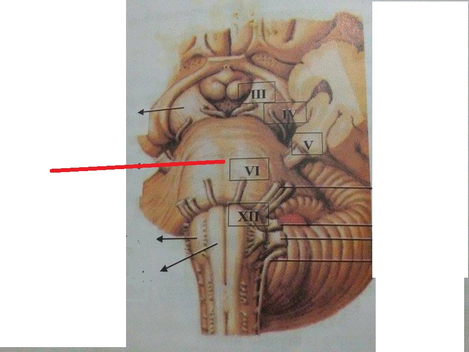 Level 29 - Copy of 31 - 45 - Anatomy Sections #Asu - Memrise