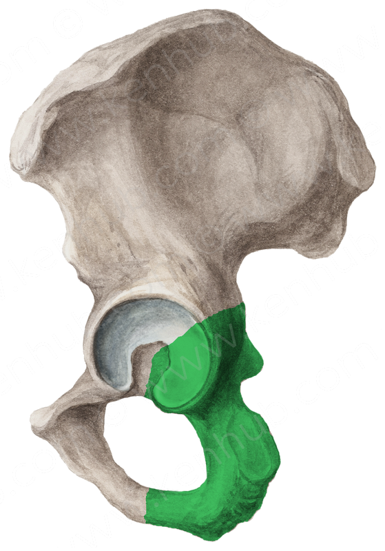 Level 6 - Knochen des Menschen - Memrise