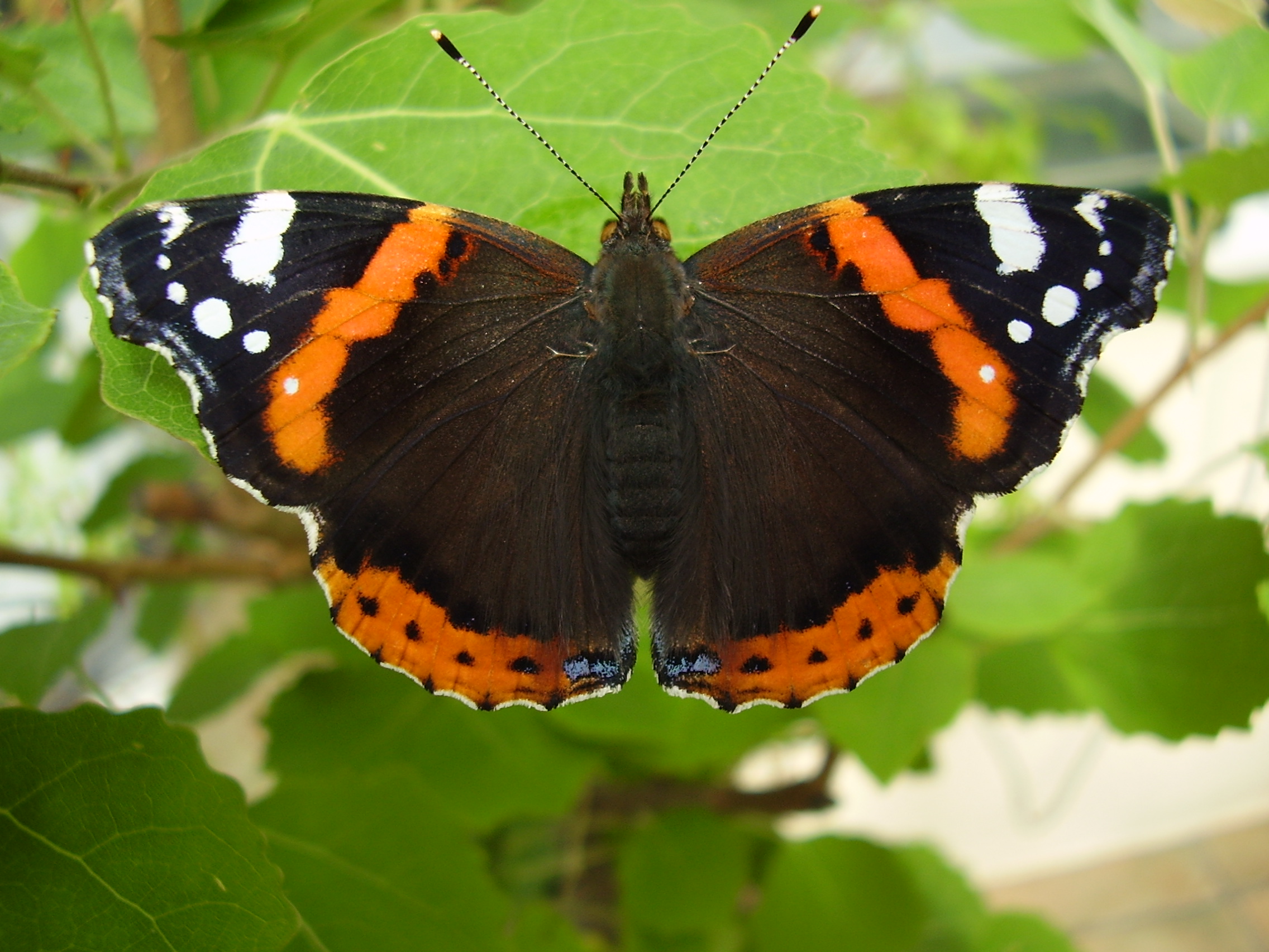 Level 3 Common UK Butterflies Reversed Butterflies Of The UK