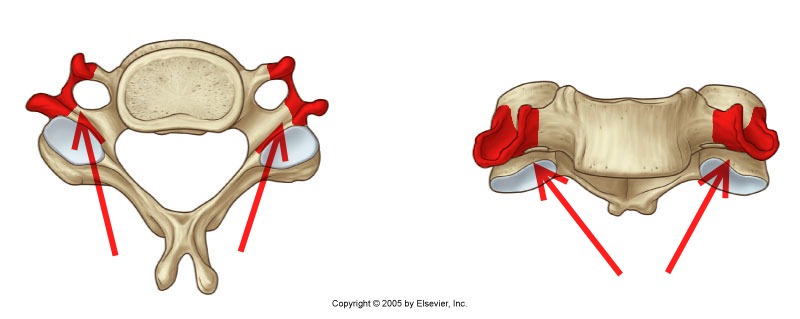 Transverse Processes