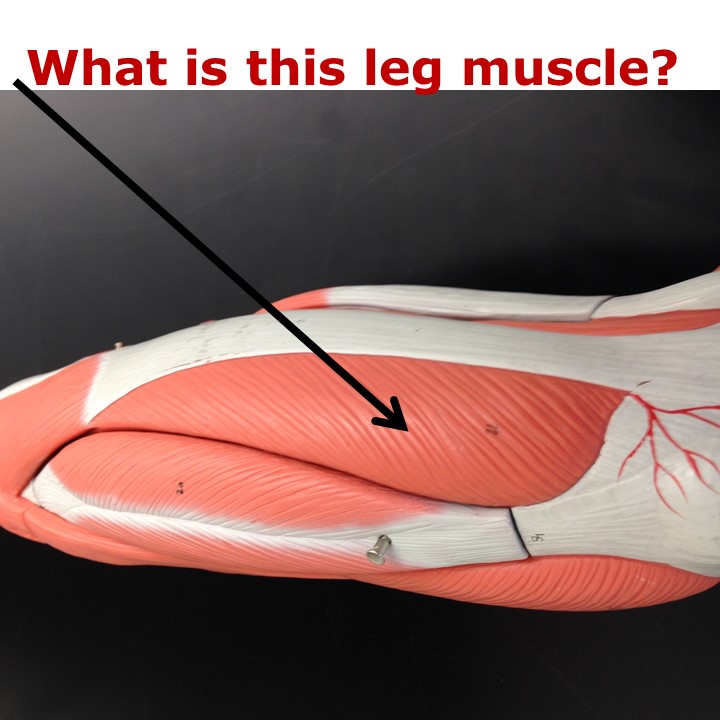 Level 31 - Human Anatomy I - Memrise